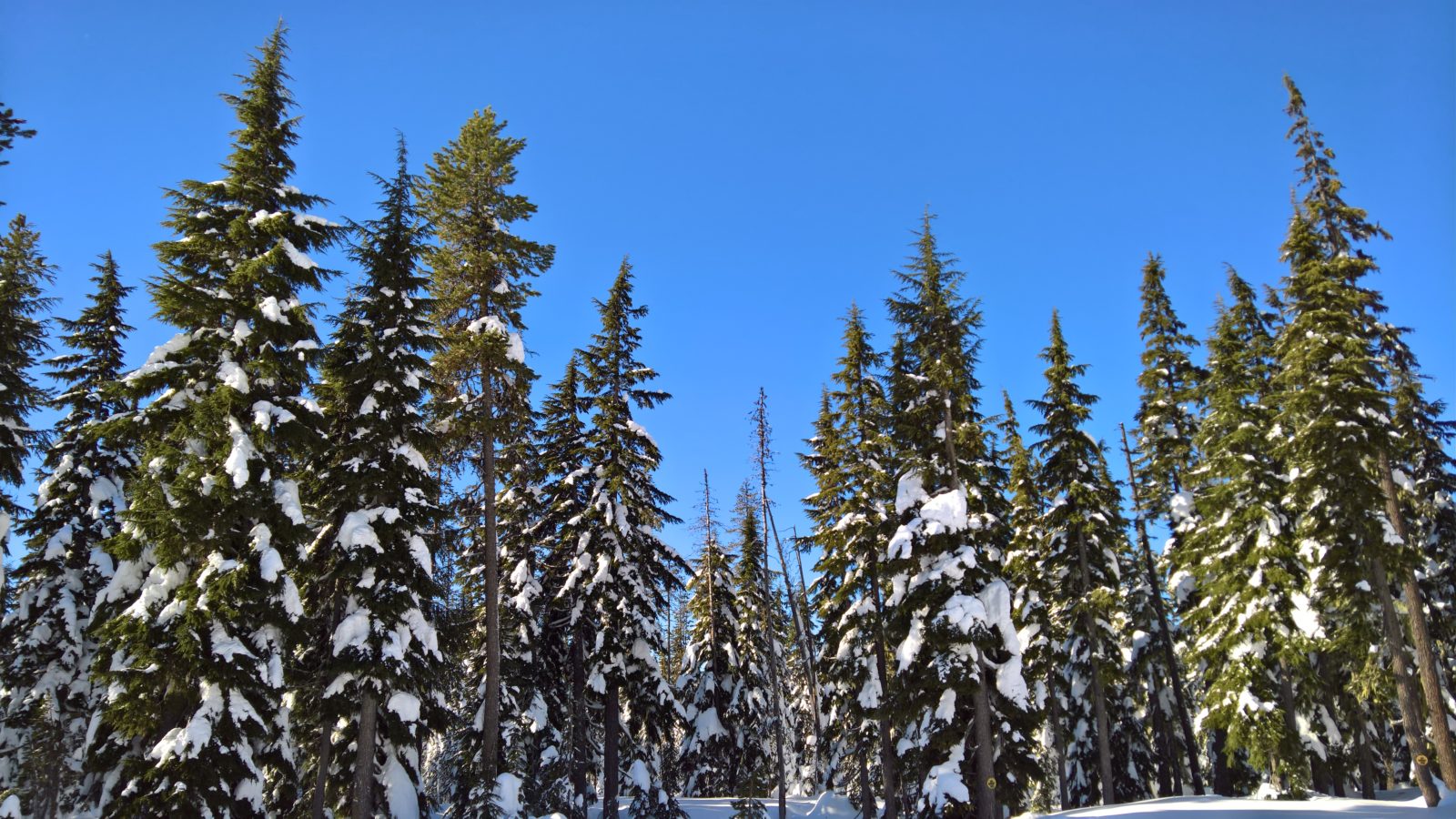 Sunriver Snow, 2017 – Cello Expressions Photography