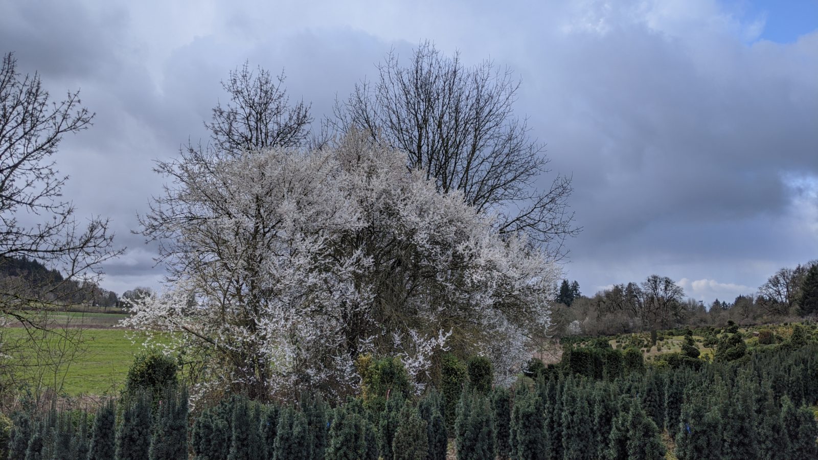 Flowering Oregon Cherry – Cello Expressions Photography