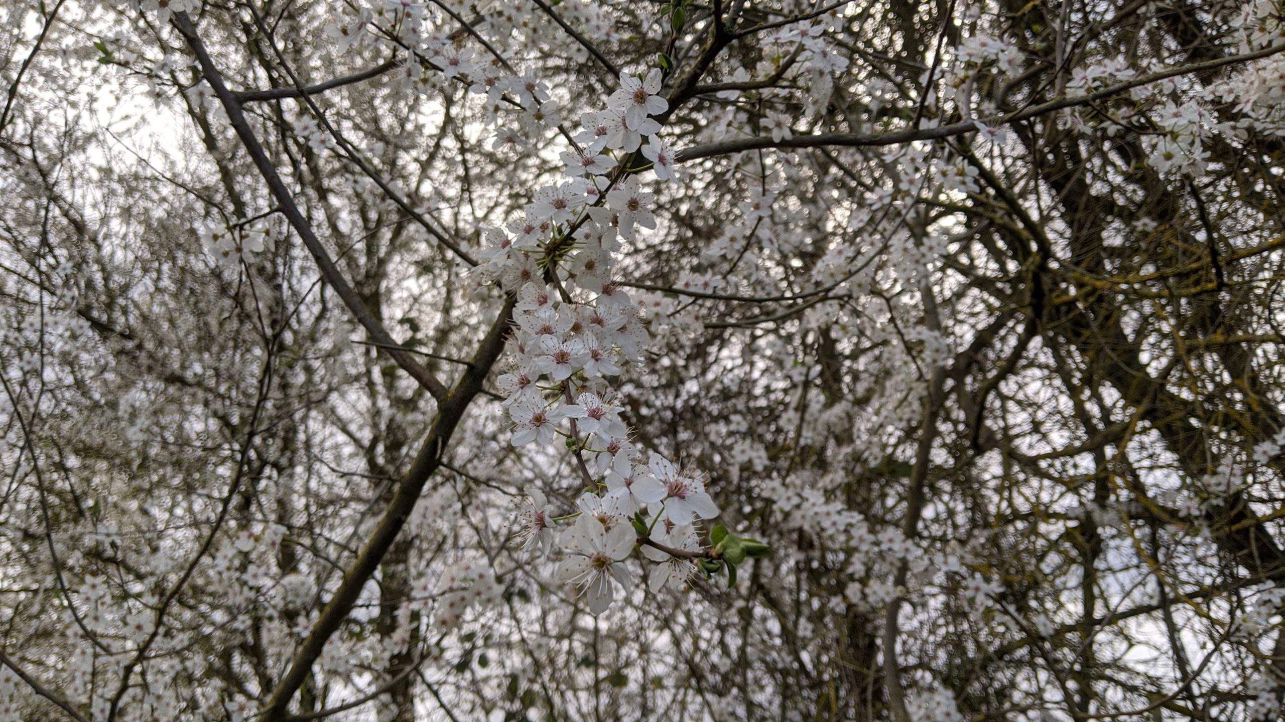 Flowering Oregon Cherry – Cello Expressions Photography