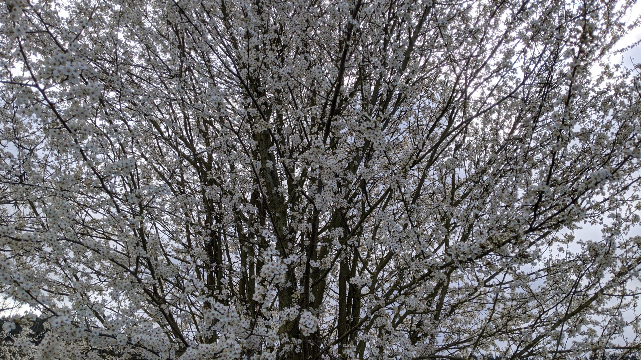 Flowering Oregon Cherry – Cello Expressions Photography